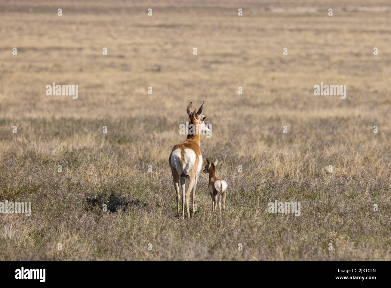 Pronghorn Antelope Doe and Fawn in the Utah Desert Stock Photo - Alamy