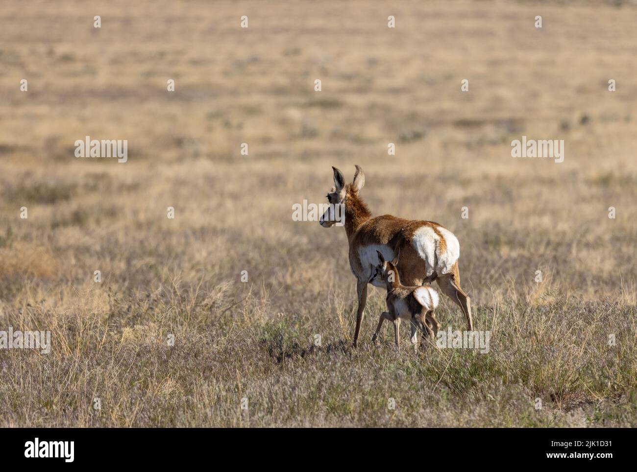 Pronghorn Antelope Doe and Fawn in the Utah Desert Stock Photo - Alamy