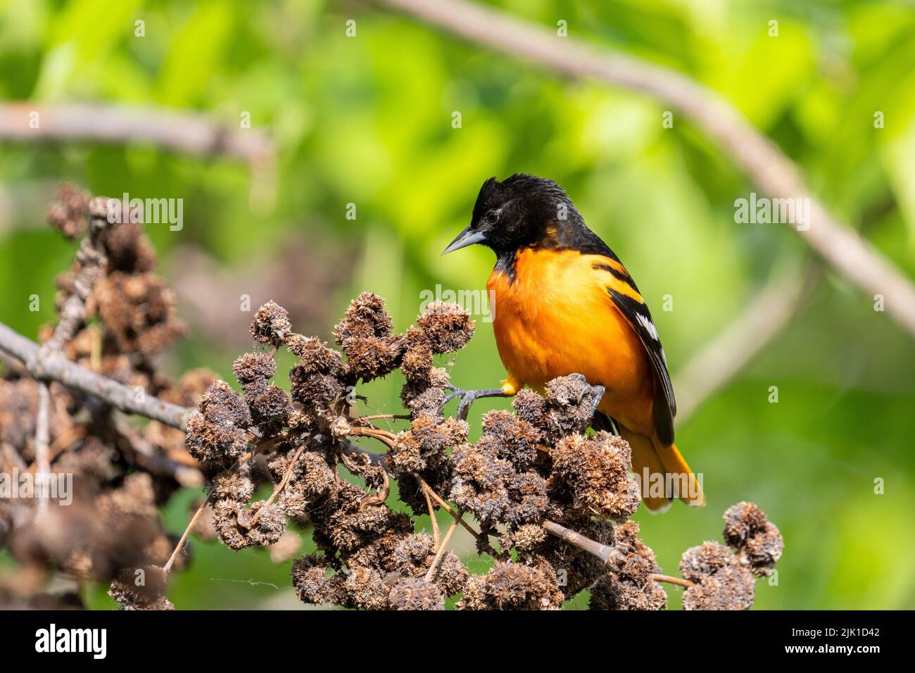 Oriole flying hi-res stock photography and images - Alamy