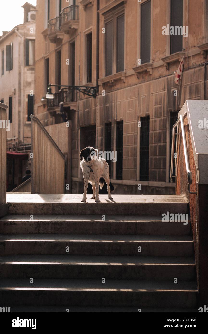 A stray dog standing on stairs with old building in the background ...