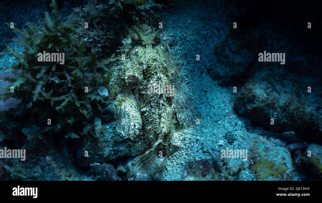 Scorpio fish hi-res stock photography and images - Alamy