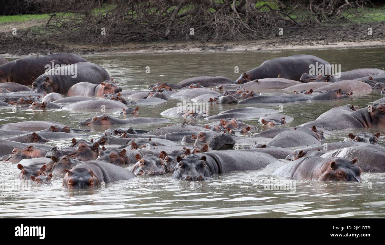 Hippo scars hi-res stock photography and images - Alamy