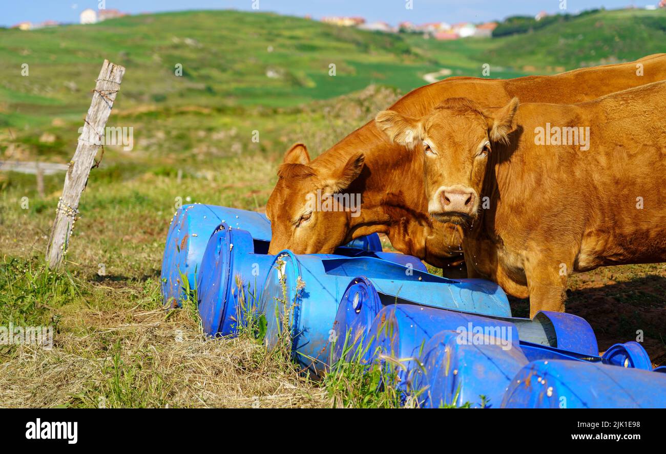 Cow eating cattle feed hi-res stock photography and images - Alamy