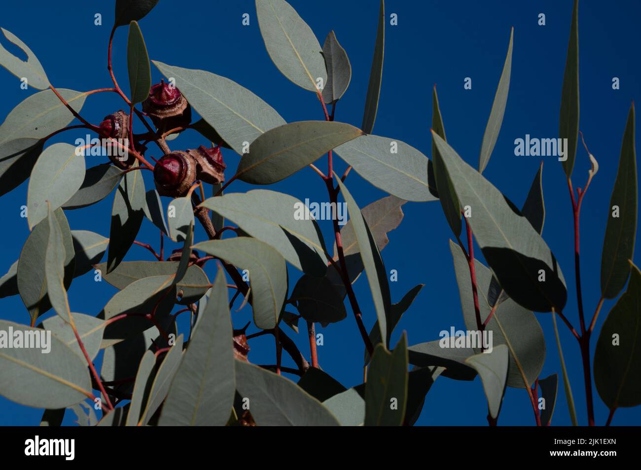 Gum nuts hi-res stock photography and images - Alamy