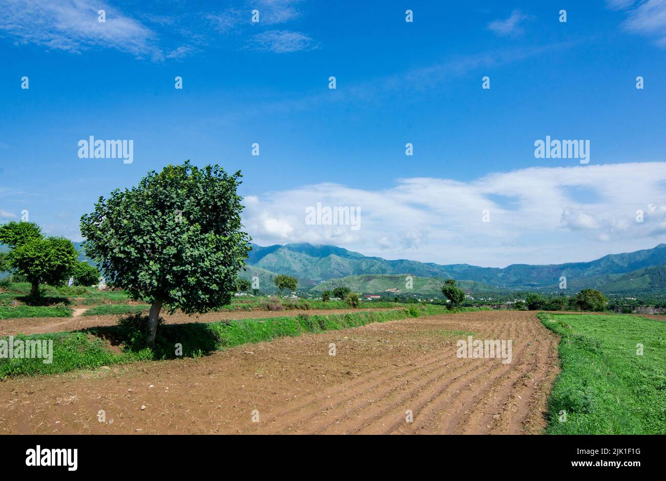 Countryside view of beautiful landscape with isolated tree Stock Photo ...