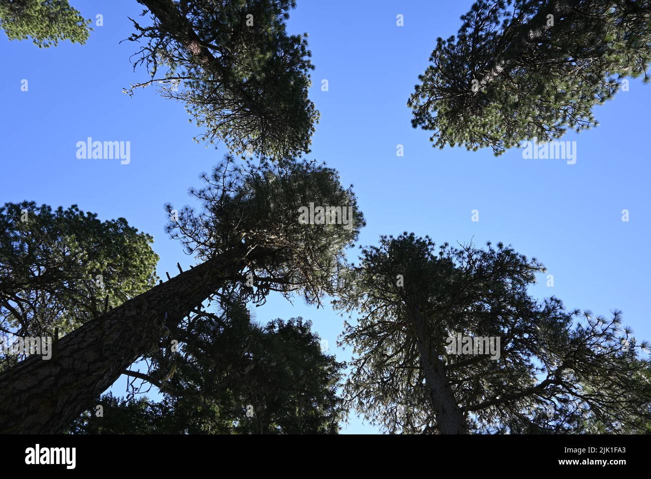 View several trees hi-res stock photography and images - Alamy