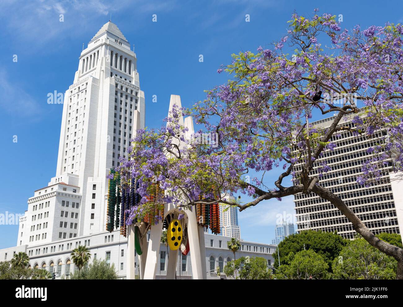 Los Angeles courthouse viewed through a blooming Jacaranda tree Stock ...