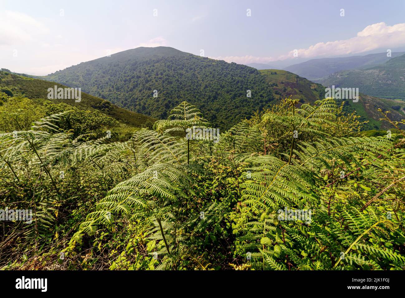Mountain tree ferns hi-res stock photography and images - Alamy