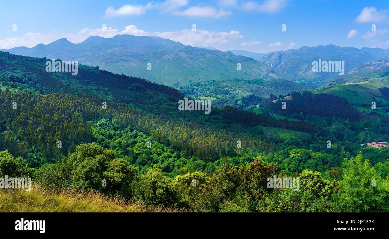 Ferns grassy hillside hi-res stock photography and images - Alamy