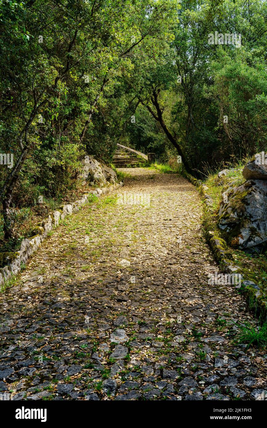 Cobblestone path in the forest with rays of the sun coming out between ...