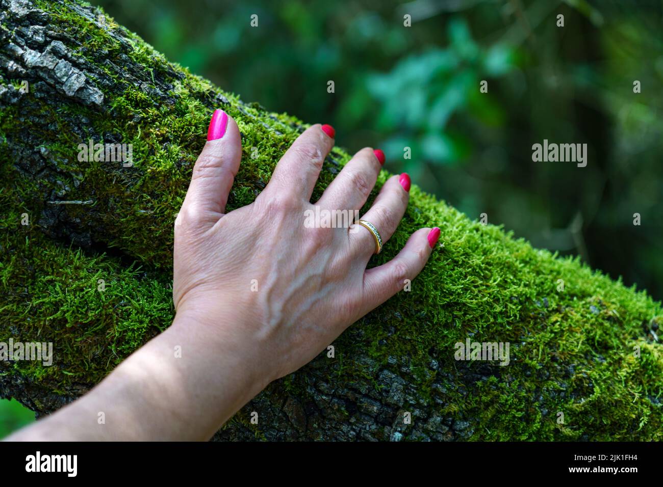 Moss forest hand hi-res stock photography and images - Alamy