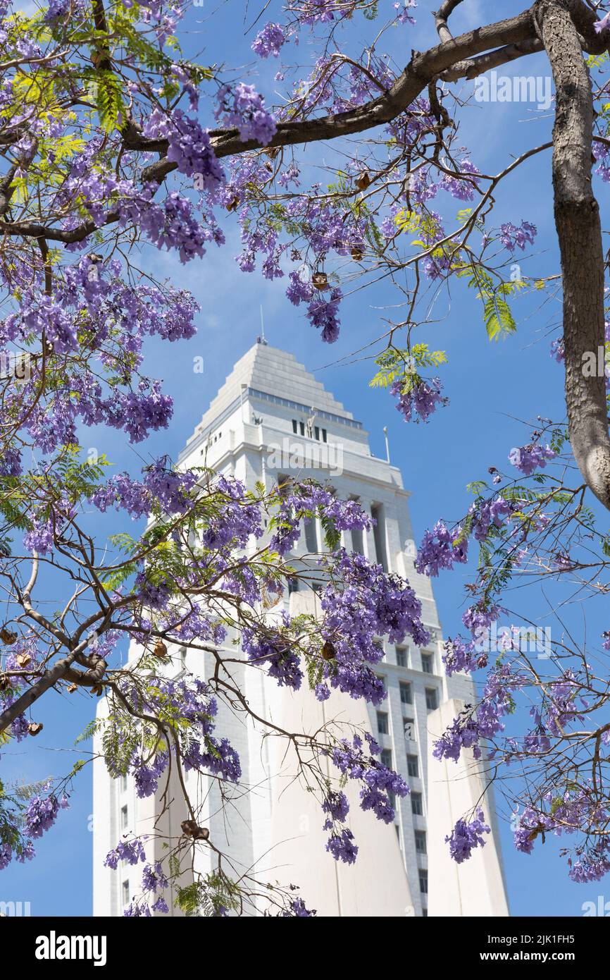 Los Angeles courthouse viewed through a blooming Jacaranda tree Stock ...