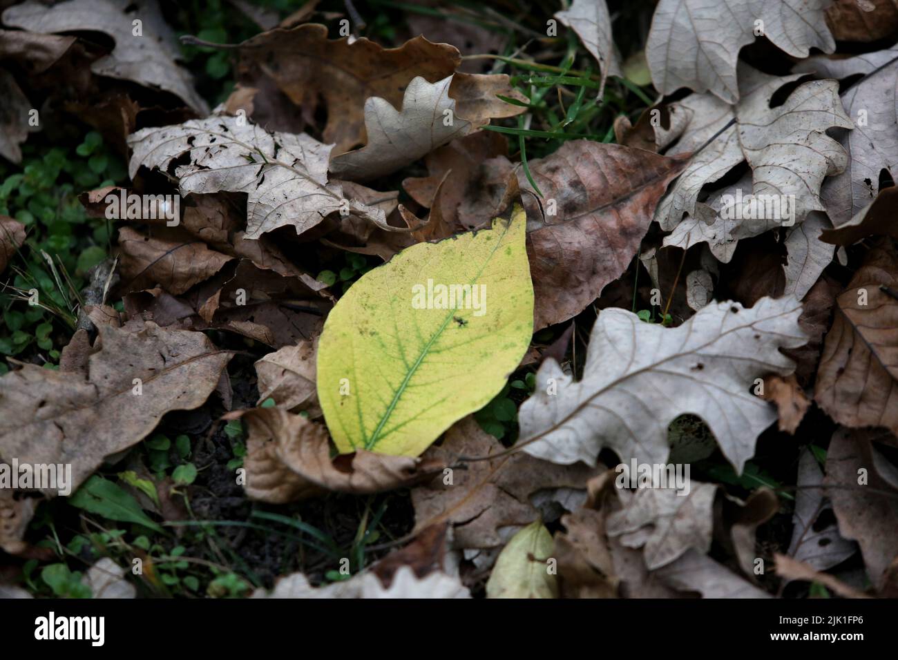 Fallen leaves litter the ground in the woodland of the Annett Nature ...