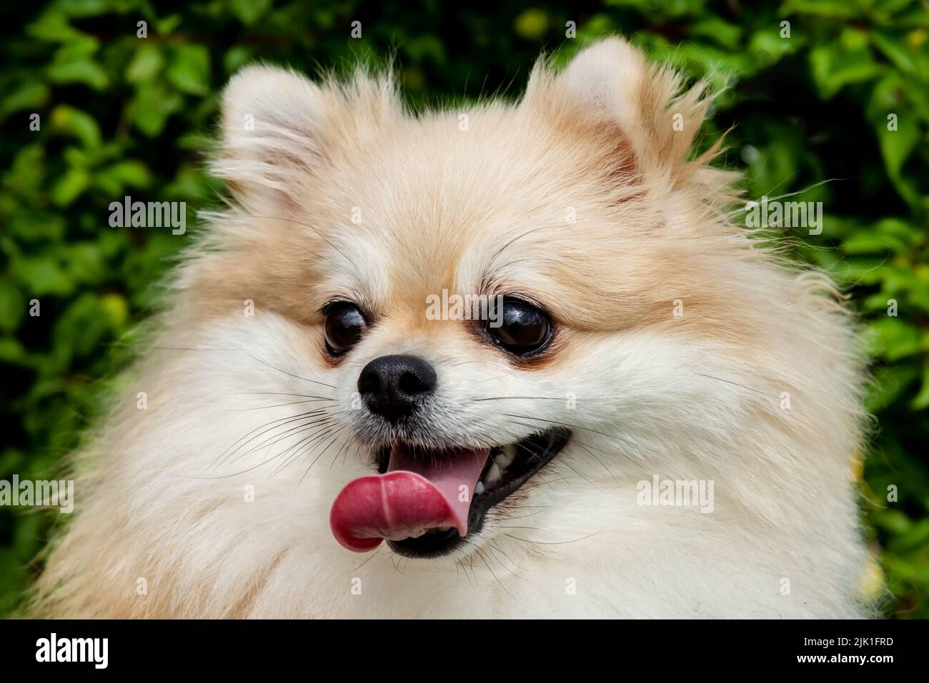 Portrait of a miniature spitz hi-res stock photography and images - Alamy