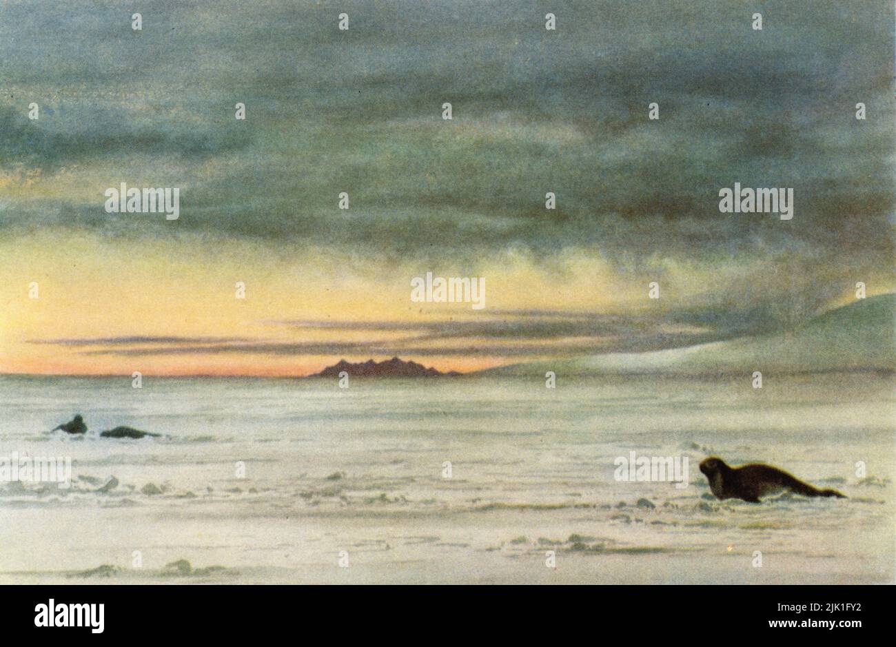 Edward adrian wilson seal hi-res stock photography and images - Alamy