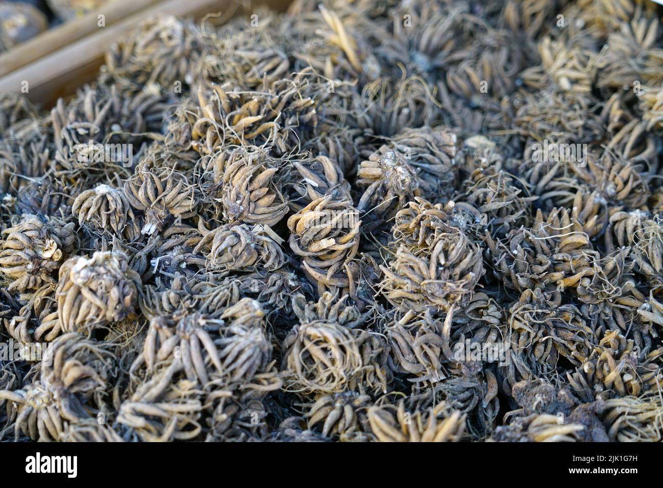 Ranunculus corms in bulk for planting Stock Photo - Alamy