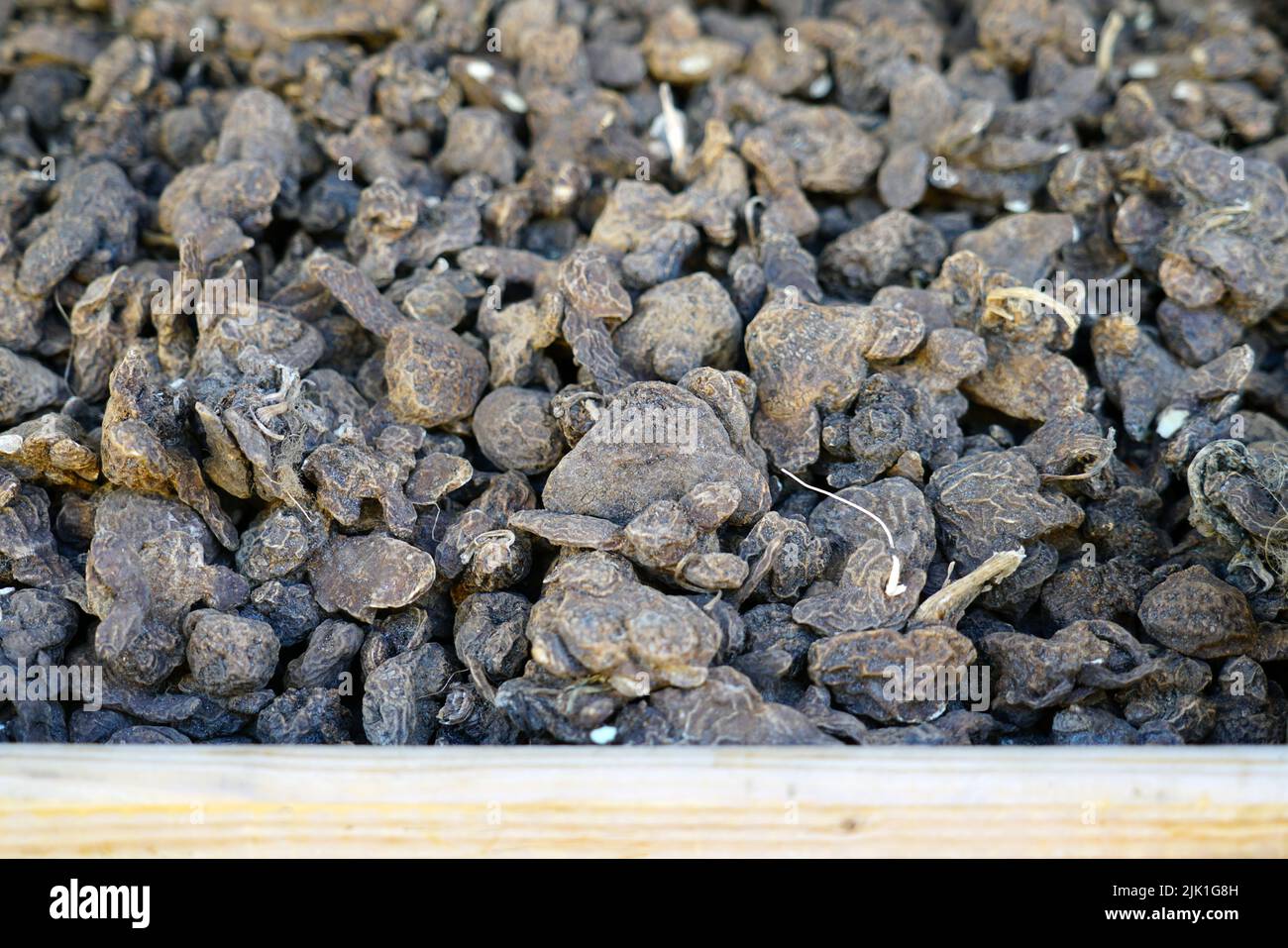 Anemone corms in bulk for planting Stock Photo - Alamy
