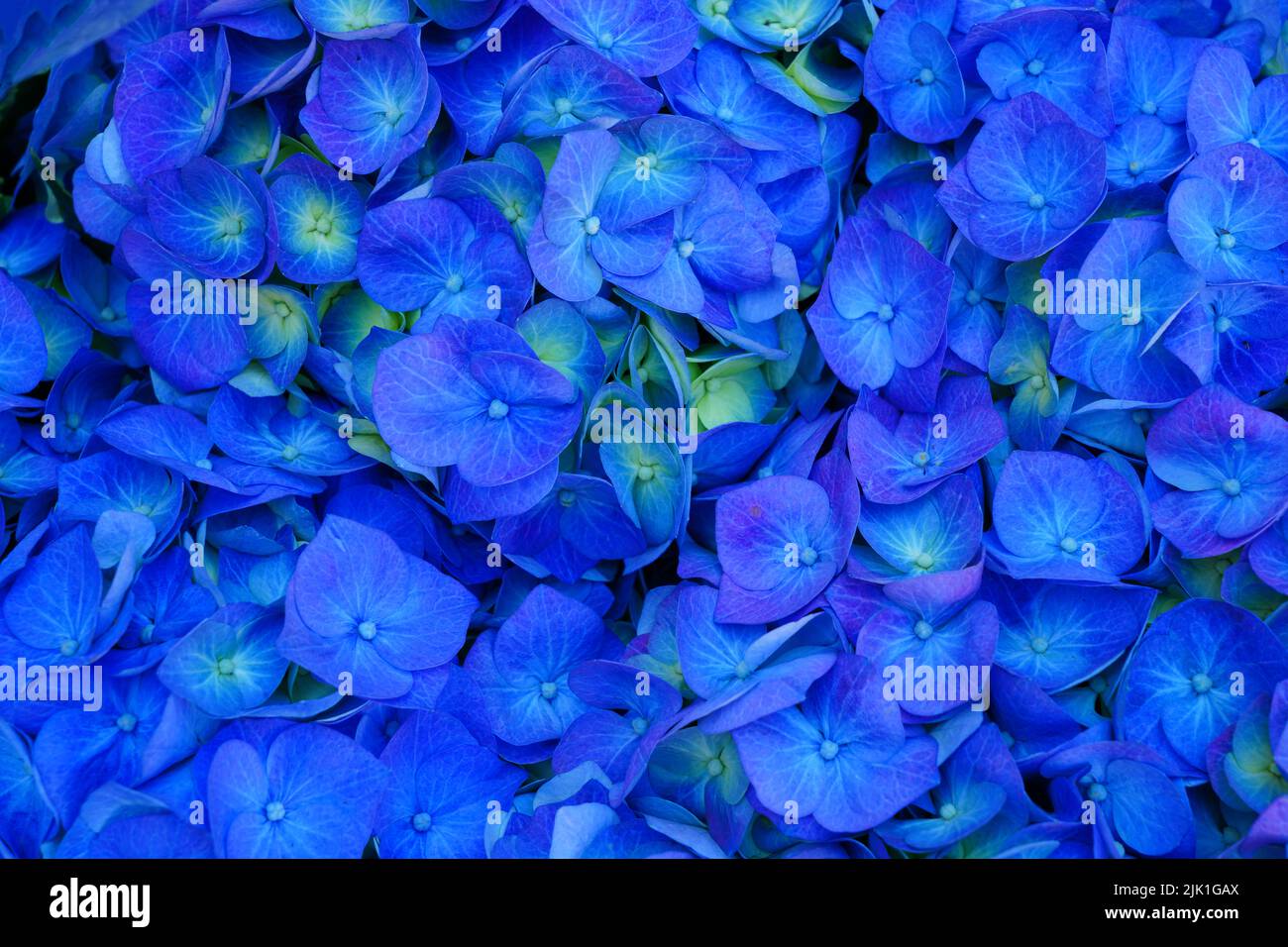 Blue floral heads hi-res stock photography and images - Alamy