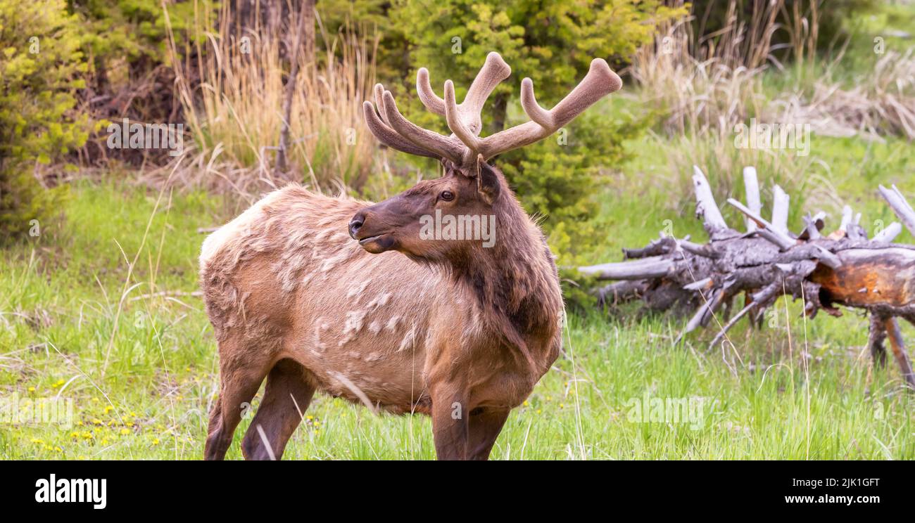 Elk eating grass near Forest in American Landscape. Yellowstone ...