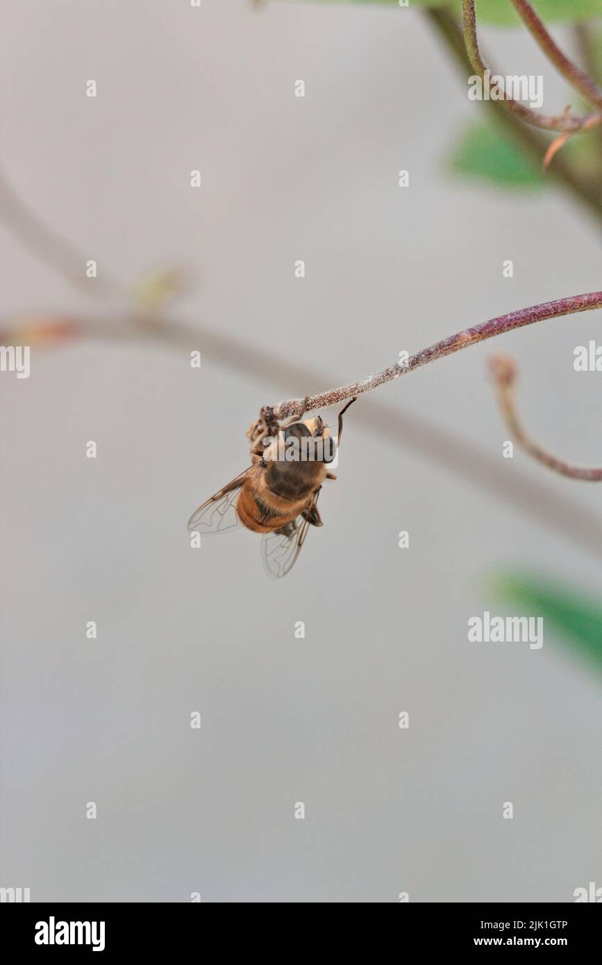 A drone fly grabbing the stem of a plant to rest on with a gray ...