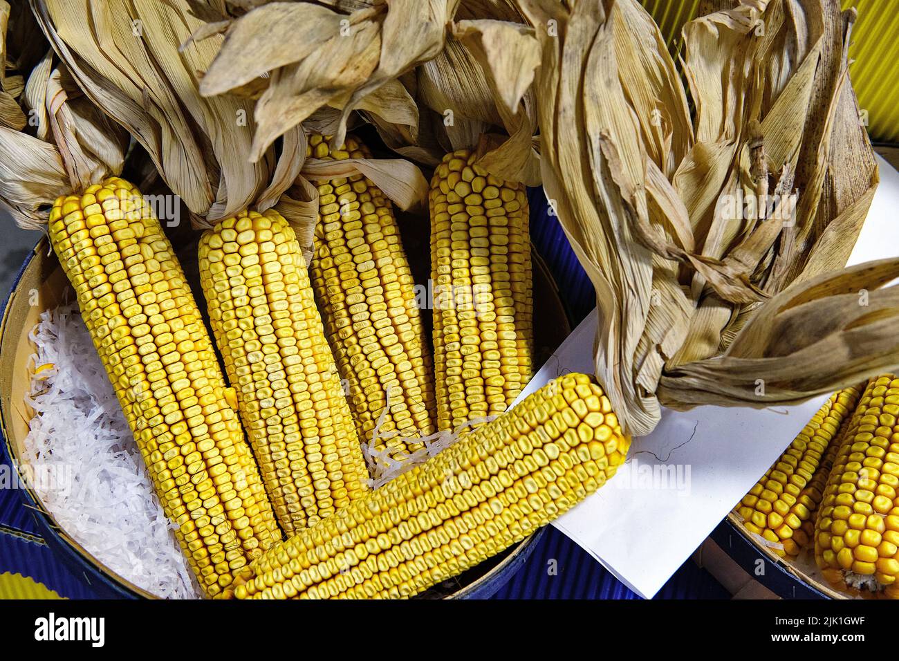 Dried yellow corn arranged in a basket Stock Photo - Alamy