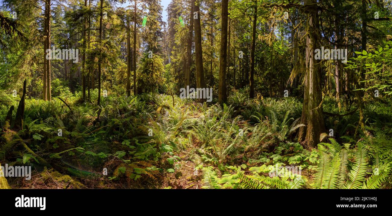 Lush Green Rain Forest in Pacific Northwest. MacMillan Provincial Park ...