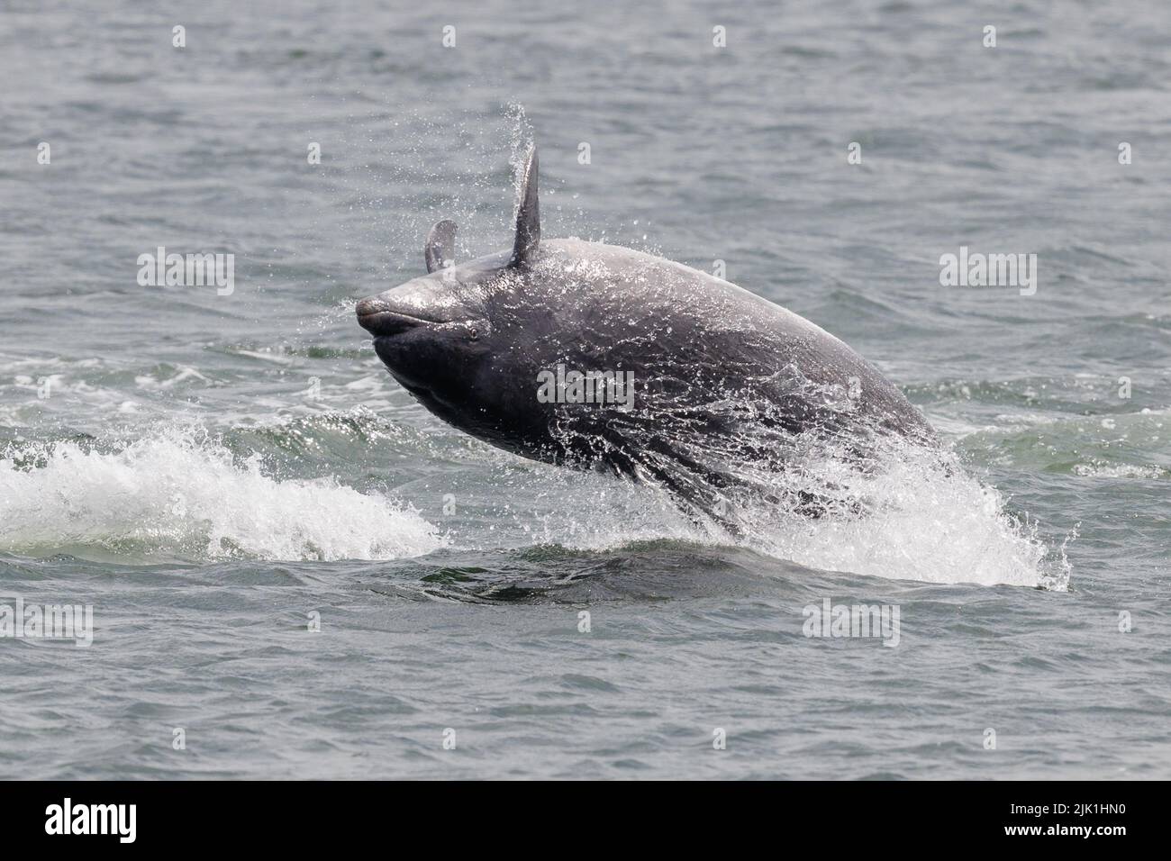 Bottlenose dolphin. Moray Firth. Scotland. 2022 Stock Photo - Alamy