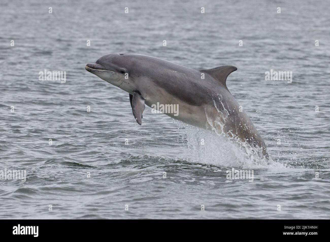 Bottlenose dolphin. Moray Firth. Scotland. 2022 Stock Photo - Alamy