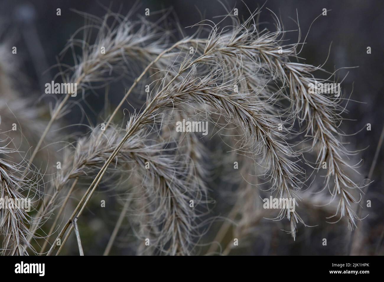 The heads of prairie grass plants hang low weighed down with seeds in ...