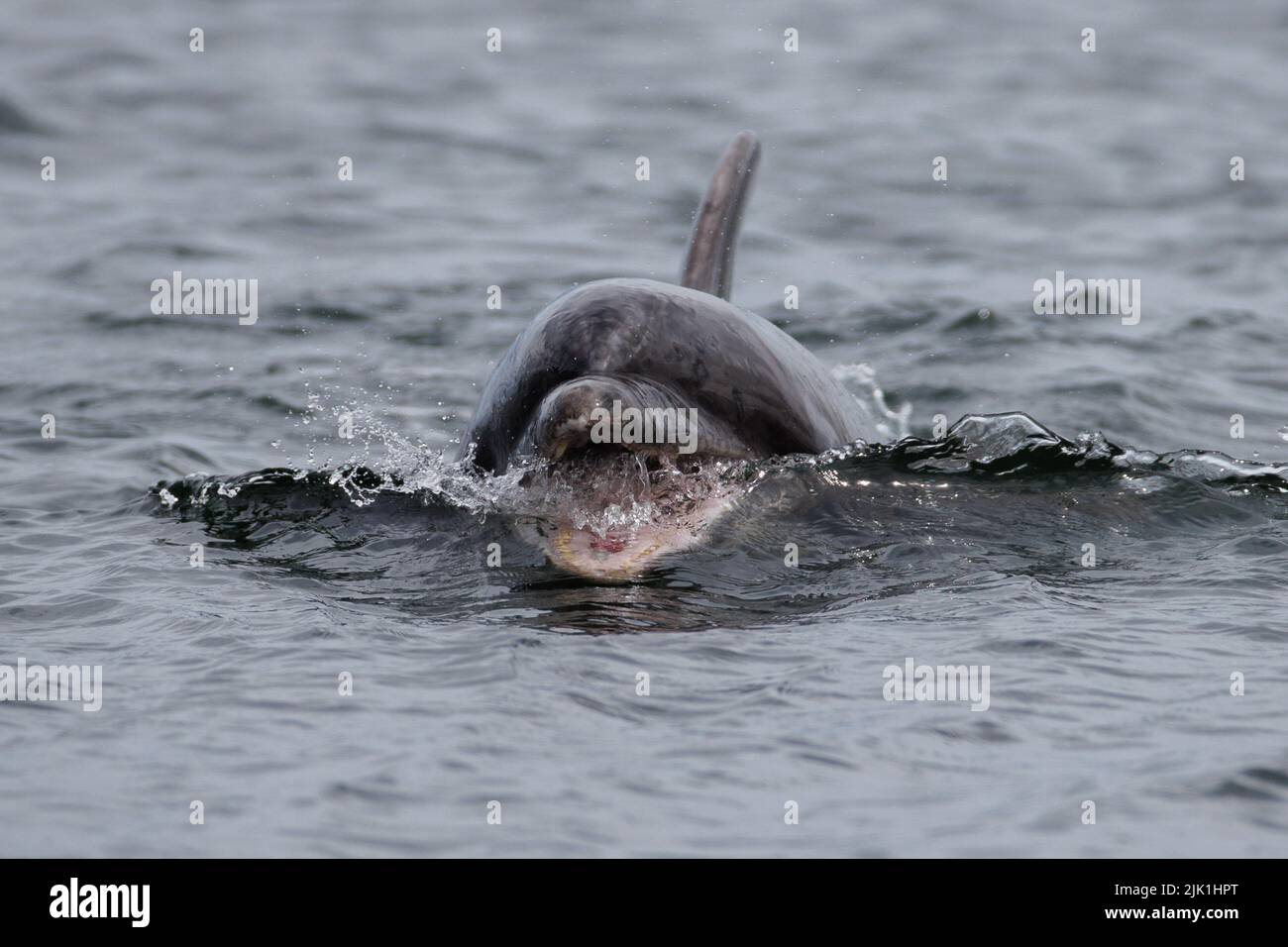Bottlenose dolphin. Moray Firth. Scotland. 2022 Stock Photo - Alamy