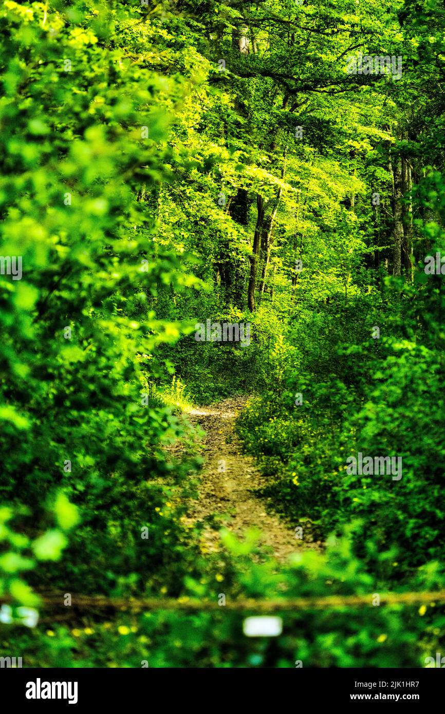 A beautiful landscape of a trail in a dense forest Stock Photo - Alamy