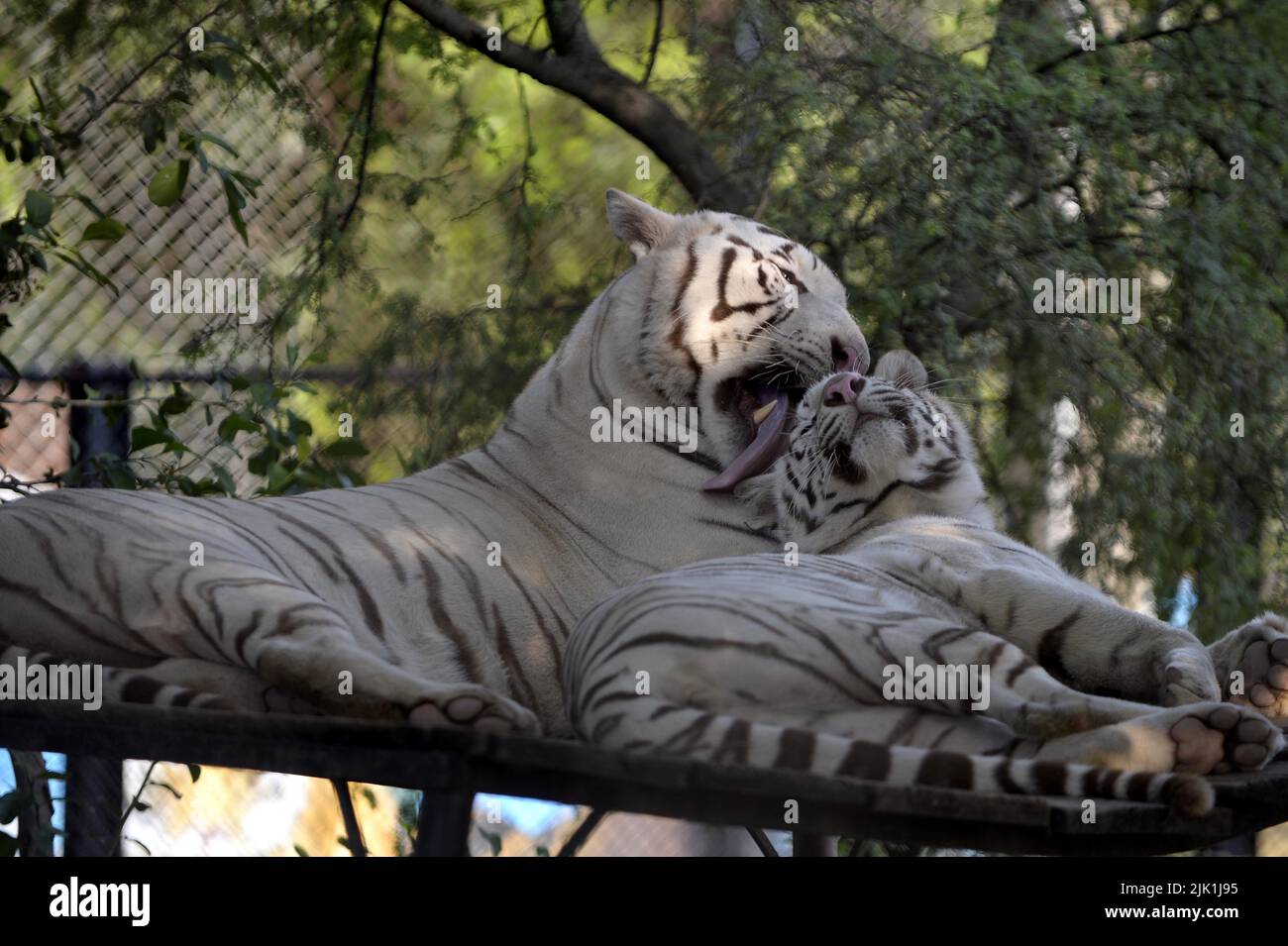 Rawalpindi. 29th July, 2022. White Bengal tigers are seen at a zoo on ...