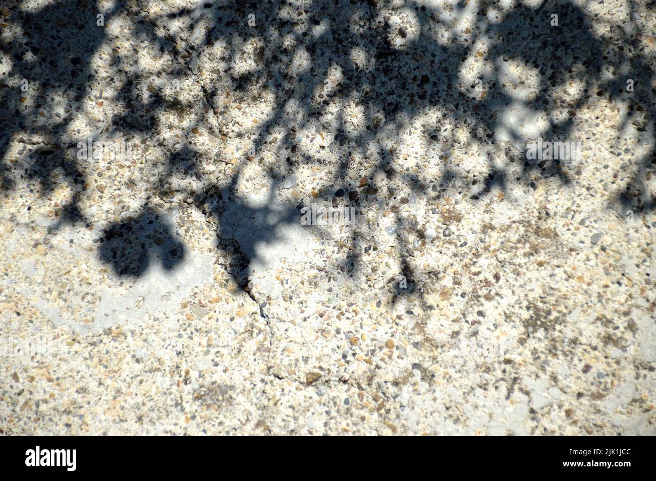 Shadows of flowers on a concrete background Stock Photo - Alamy