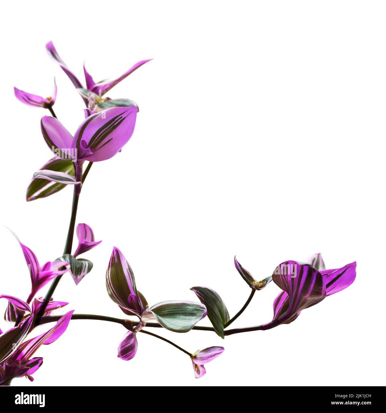Tradescantia albiflora nanouk pink plant hi-res stock photography and ...