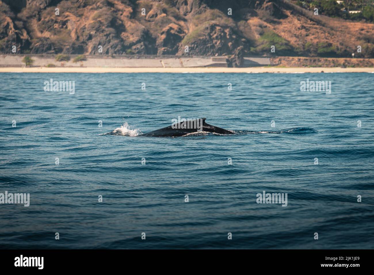 A view of the back of a big fish in a deep ocean Stock Photo - Alamy