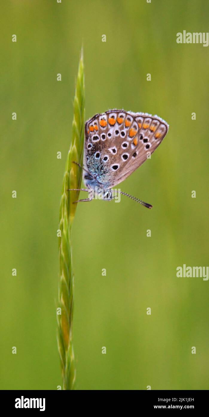 Common small butterfly up close in nature on a plant closed wings macro ...