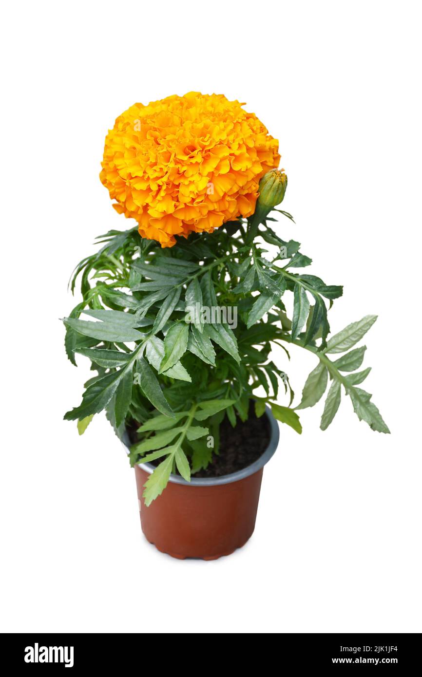 African marigolds Cut Out Stock Images & Pictures - Alamy