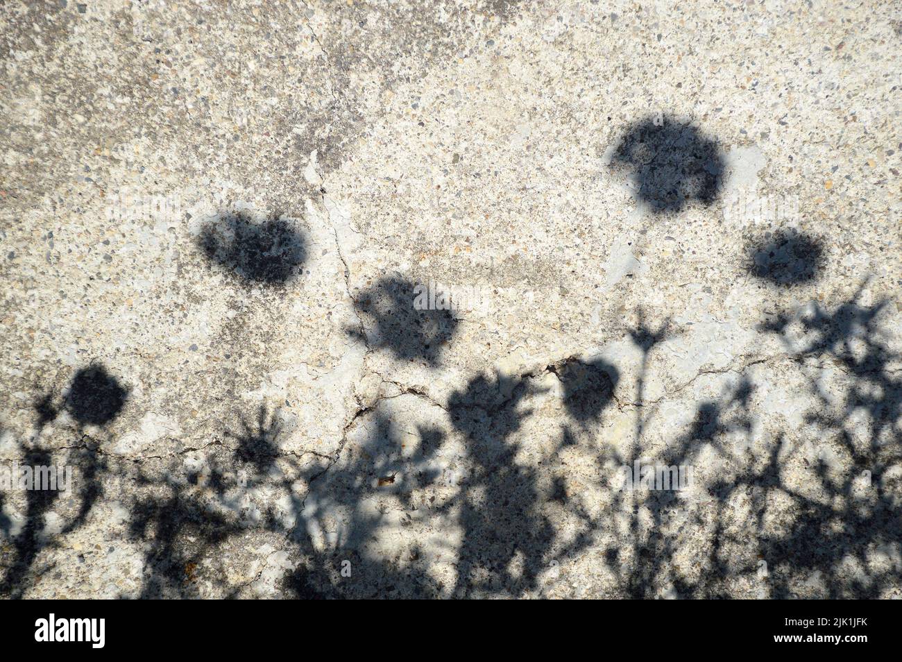 Flower shadows on a cracked cement background Stock Photo - Alamy