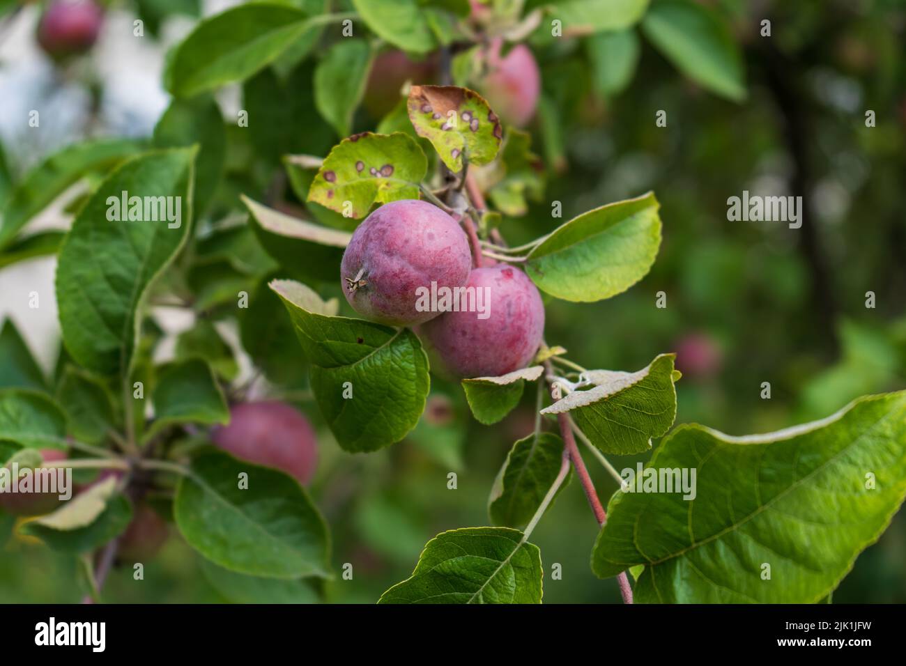 Apple hanging on the branch of apple tree. Red apple with leaves in the ...