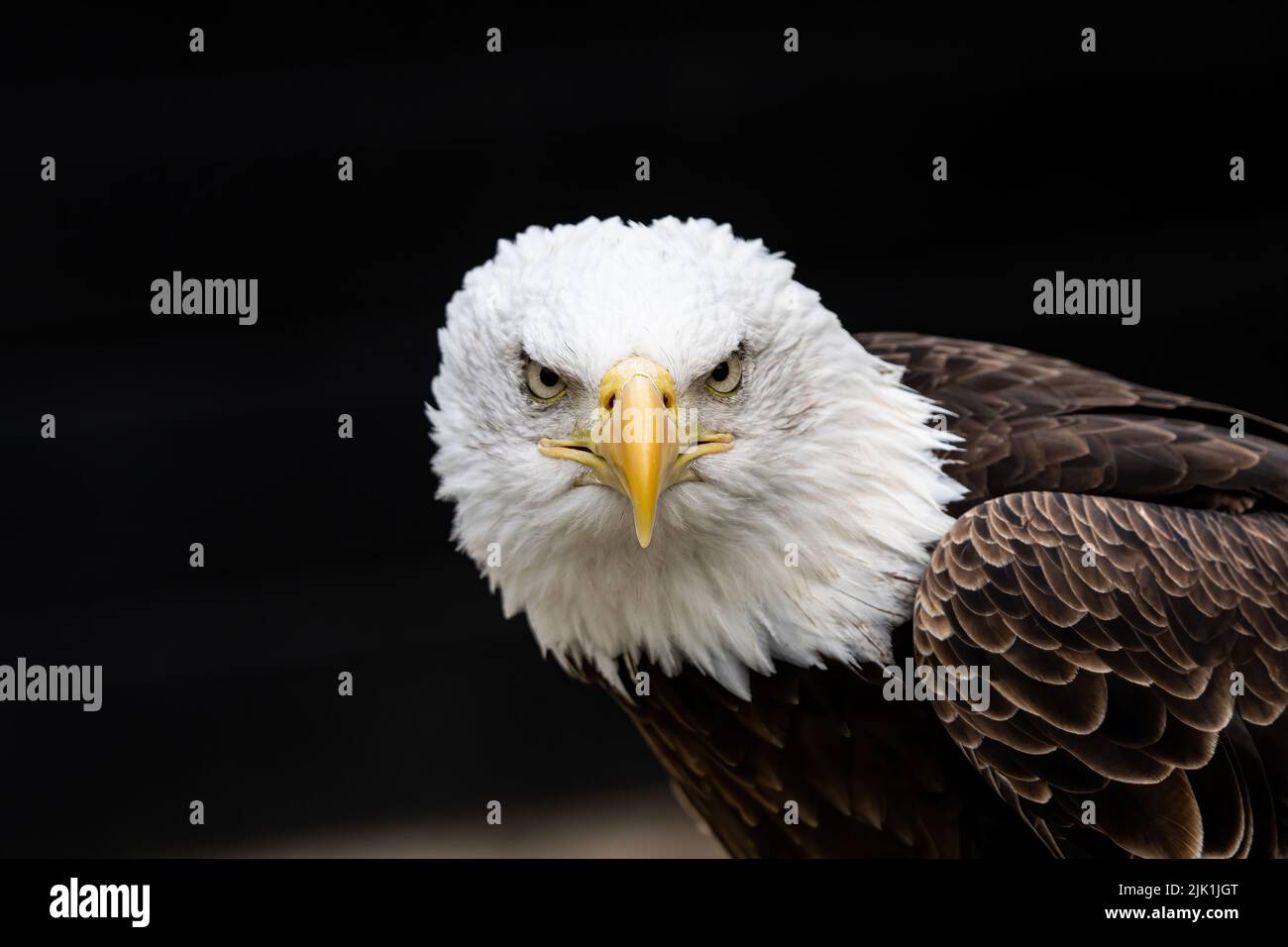 Angry bald eagle haliaeetus leucocephalus hi-res stock photography and ...