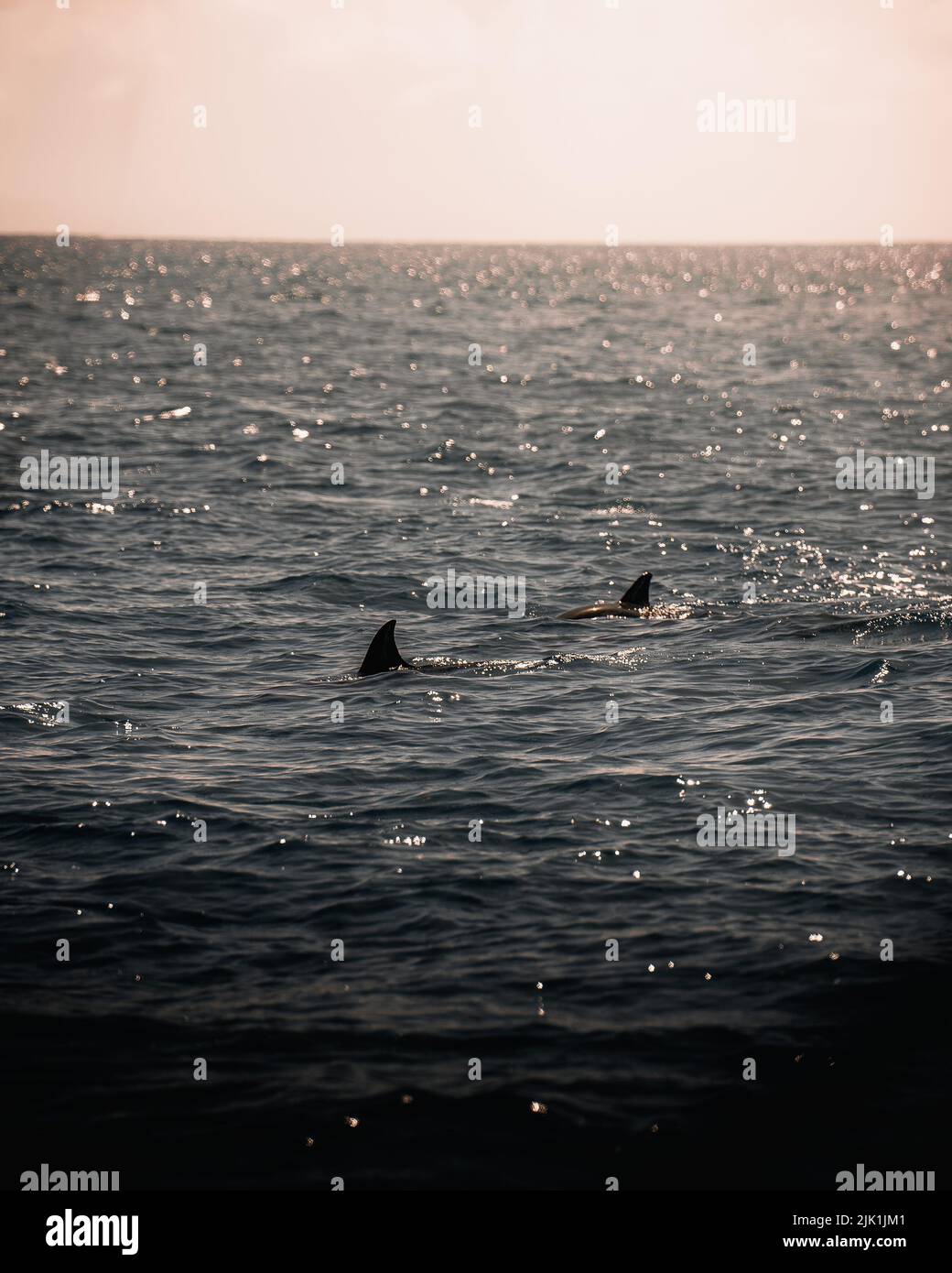 A view of the back of a big fish in a deep ocean Stock Photo - Alamy