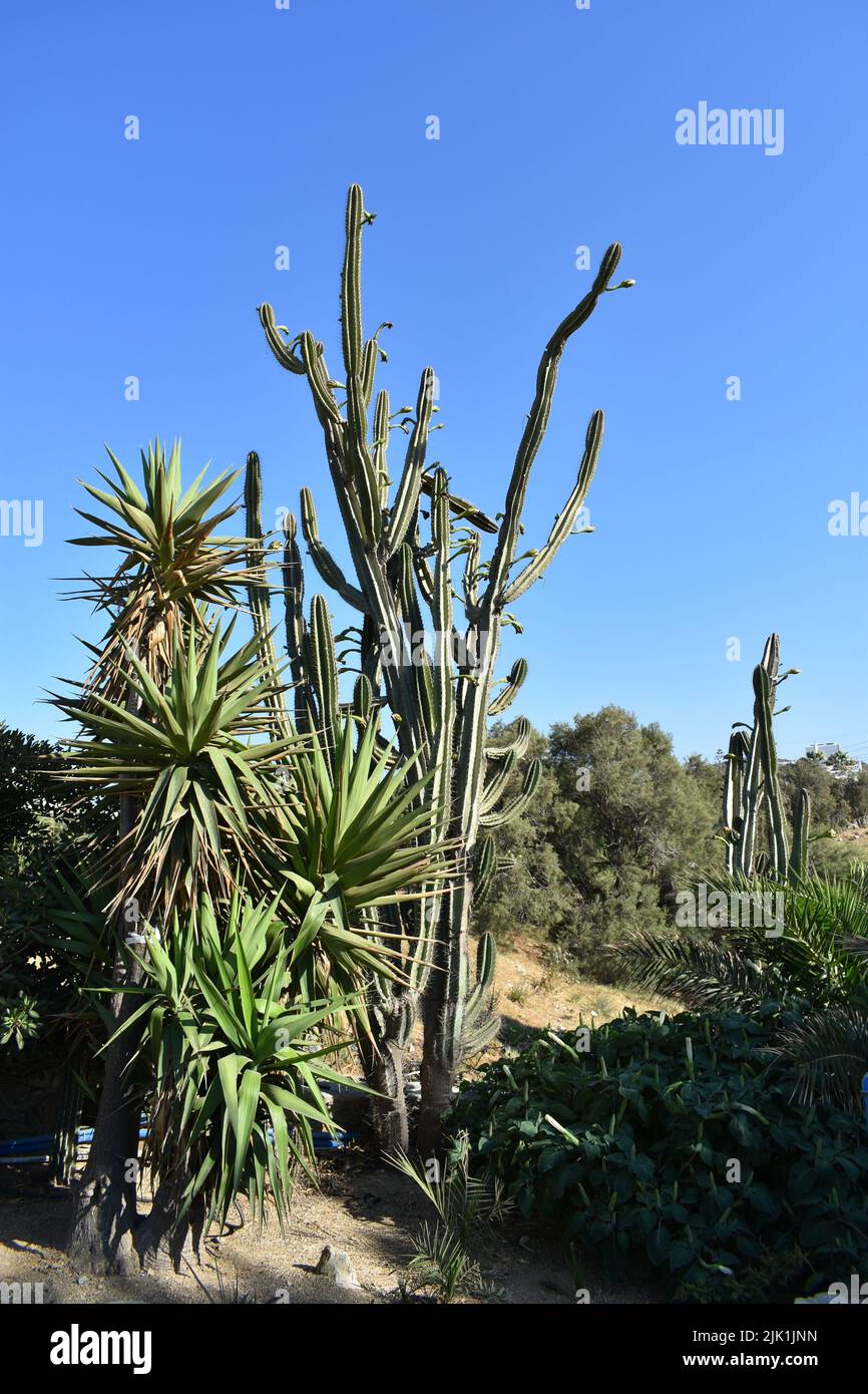 Cactus gargen in Mykonos island, Greece. Cylindropuntia is a genus of ...
