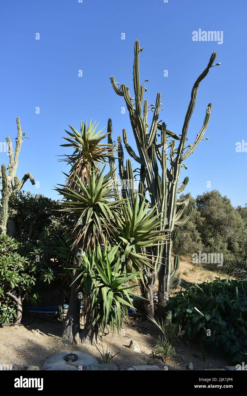 Cactus gargen in Mykonos island, Greece. Cylindropuntia is a genus of ...