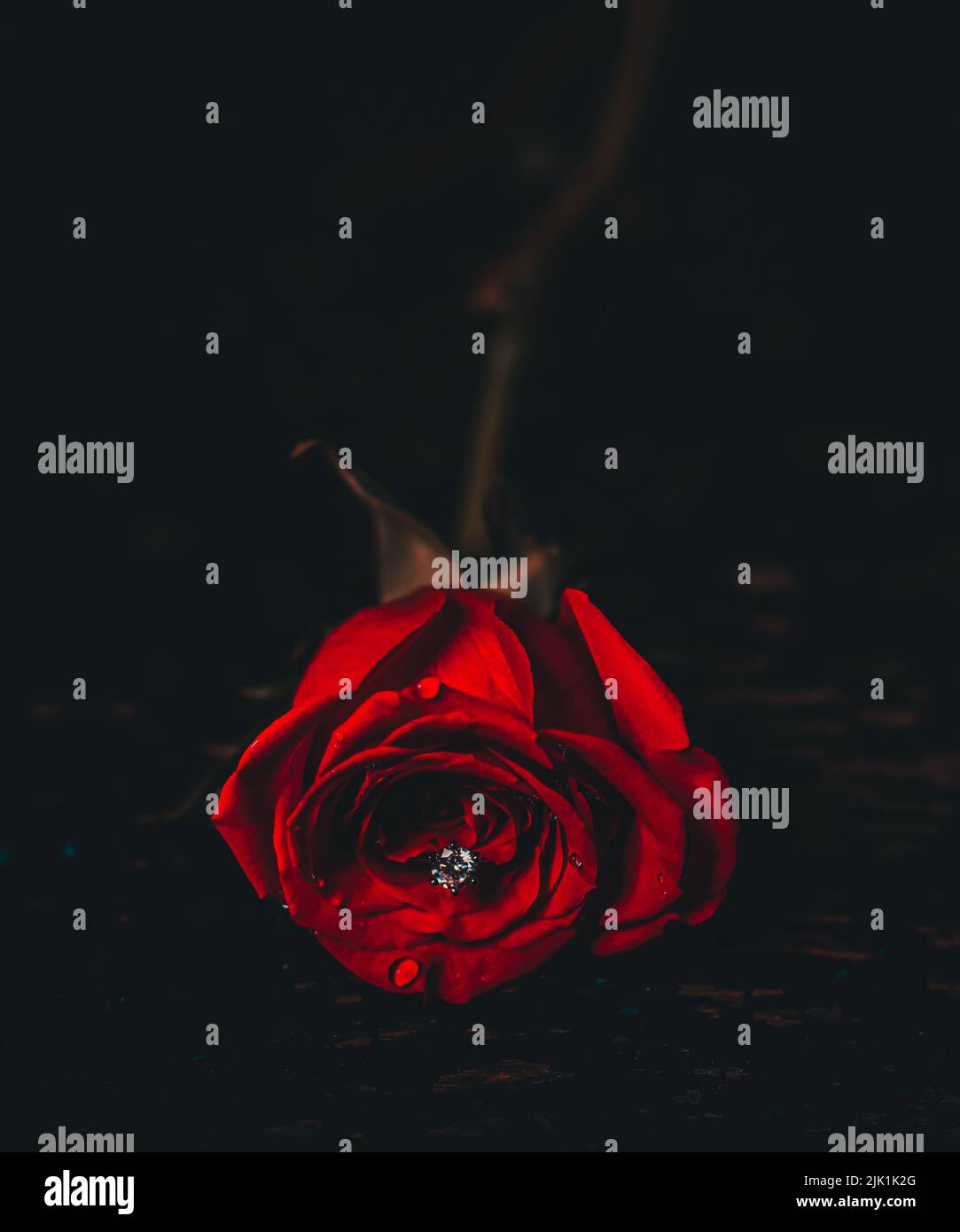 A closeup of a red rose with a dimond in the middle in the darkness ...