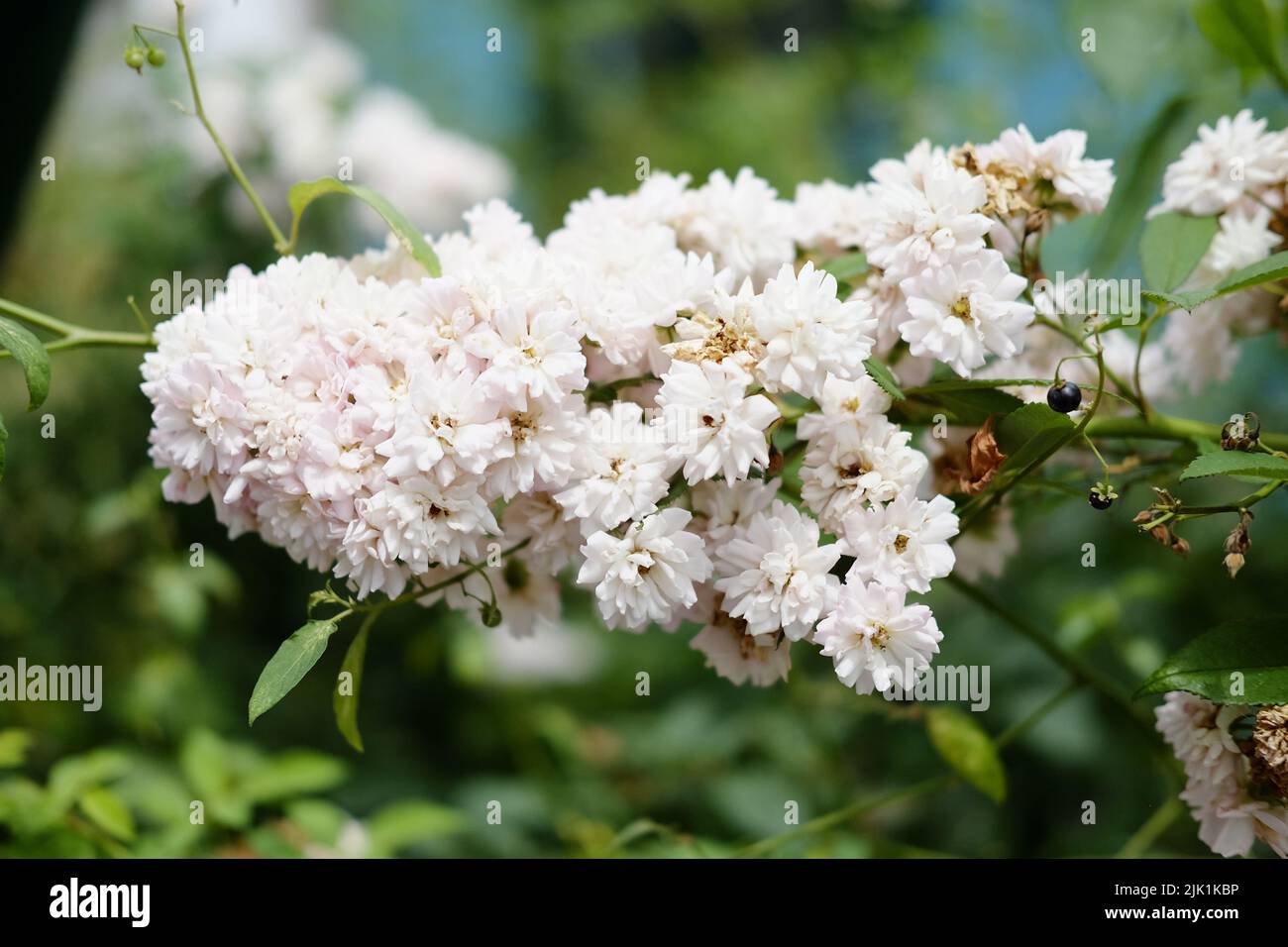 Cluster blossom hi-res stock photography and images - Alamy