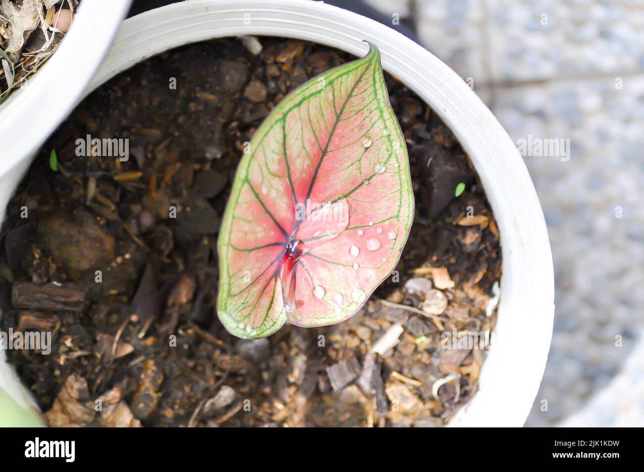 Caladium, Caladium Bicolor Vent or Caladium bicolor or caladium sp ...