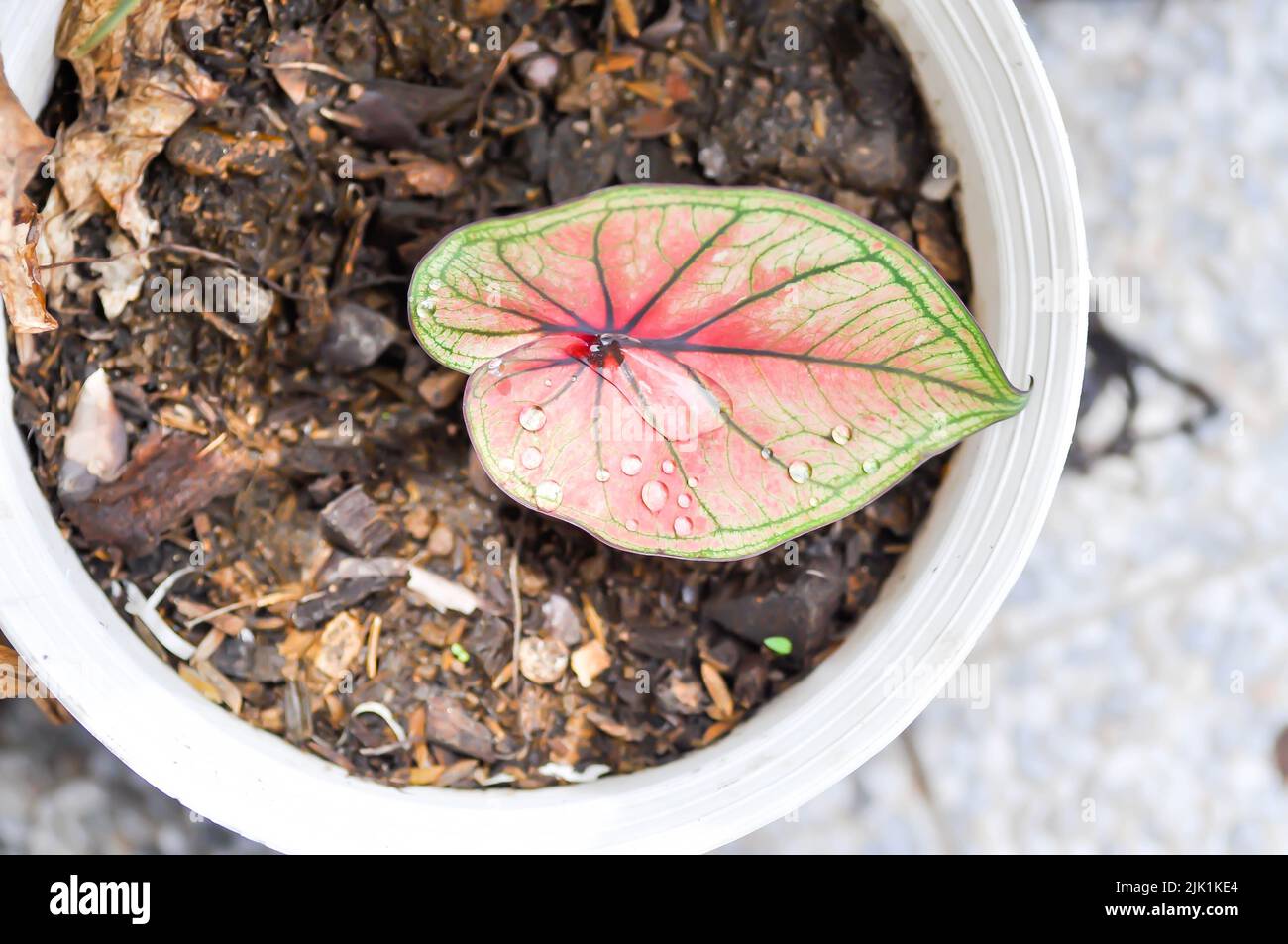 Caladium, Caladium Bicolor Vent or Caladium bicolor or caladium sp ...
