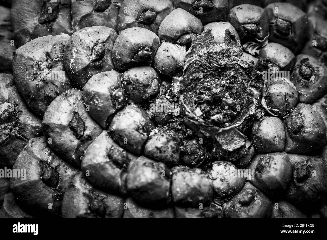 Pine cone texture Black and White Stock Photos & Images - Alamy