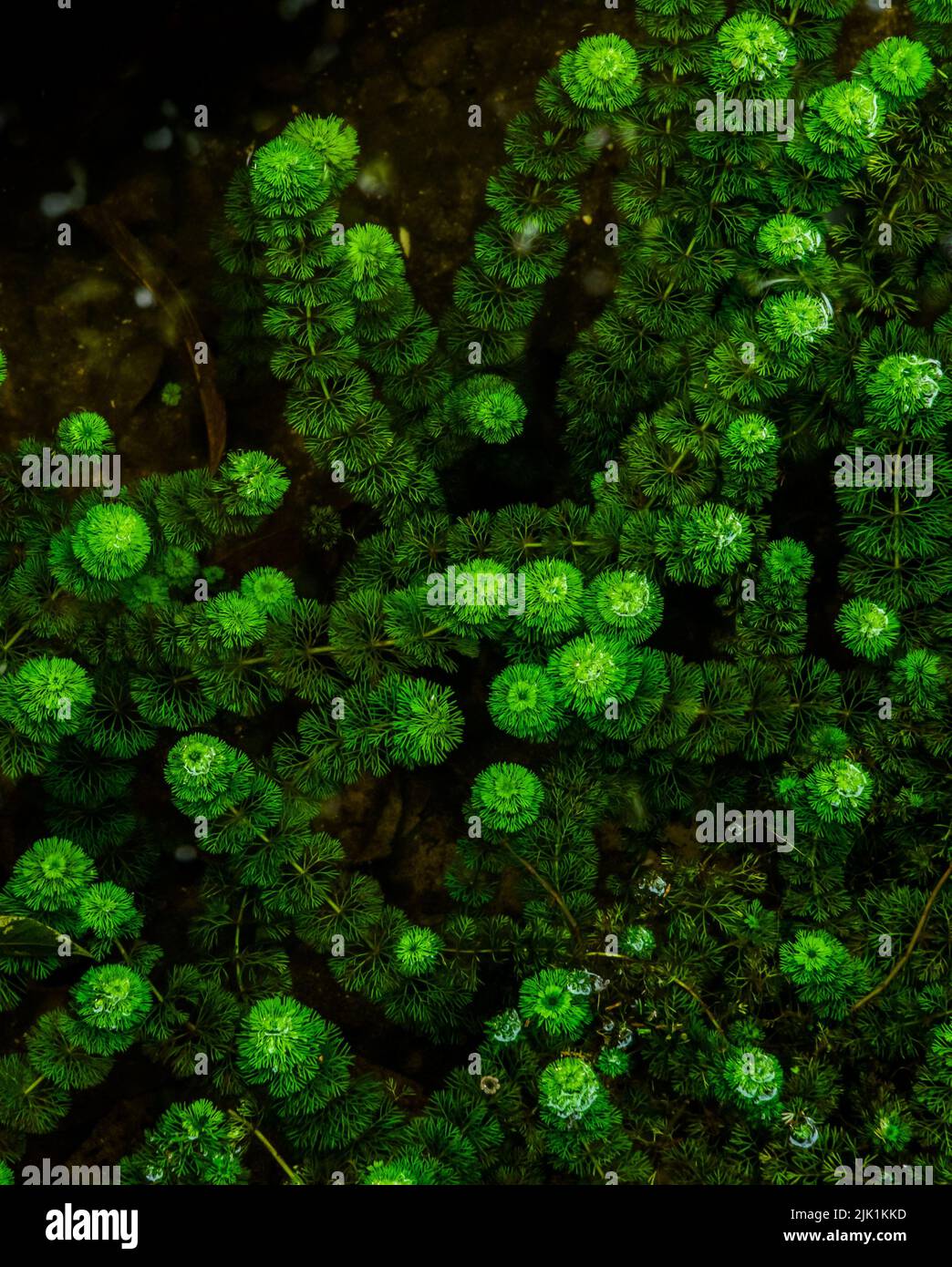 A vertical shot of Cabomba caroliniana in water Stock Photo - Alamy