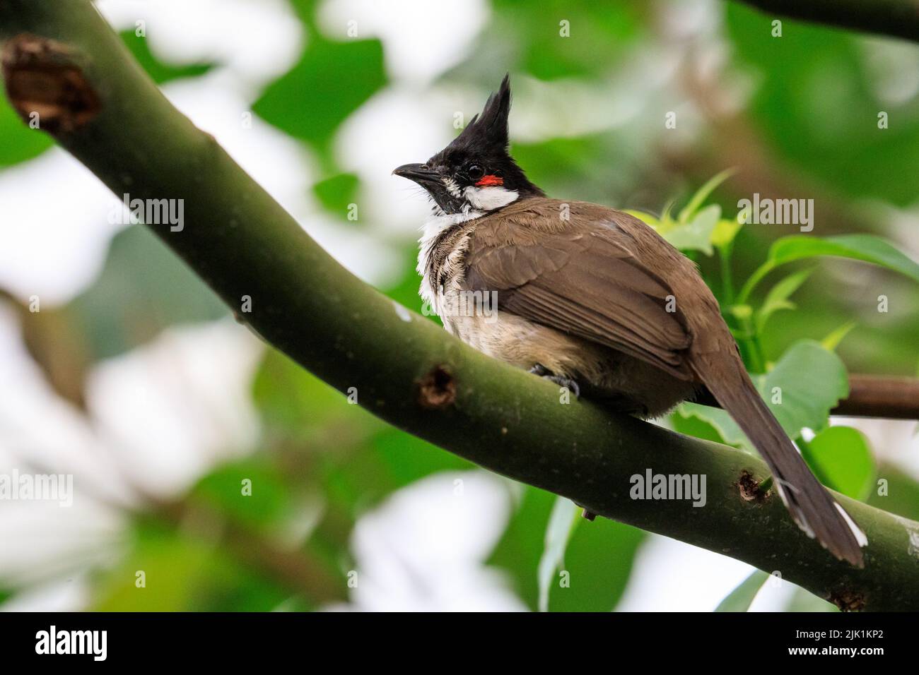 Red-whiskered bulbul (Pycnonotus jocosus), or crested bulbul, passerine ...